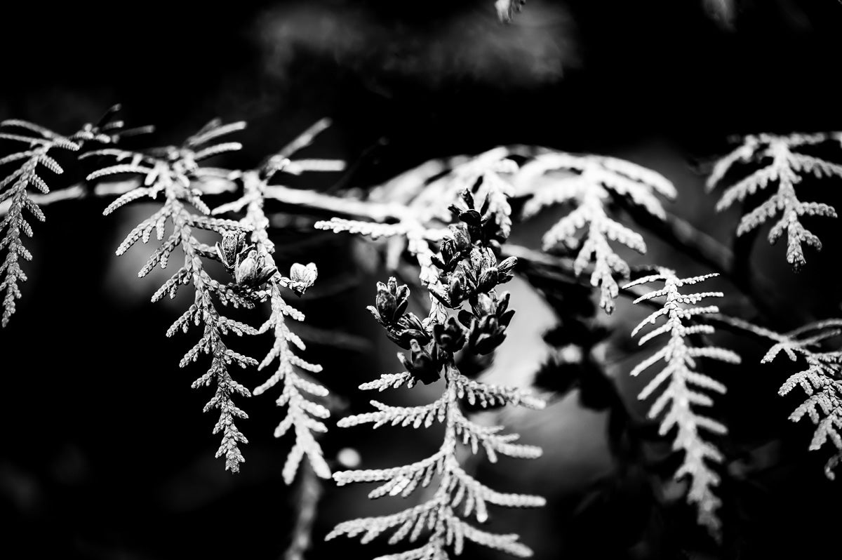 CREATING A NATURE SANCTUARY AT HOME – Sommardale Art